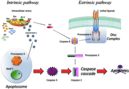 Cell Based Assays: the Cell Cycle, Cell Proliferation and Cell Death
